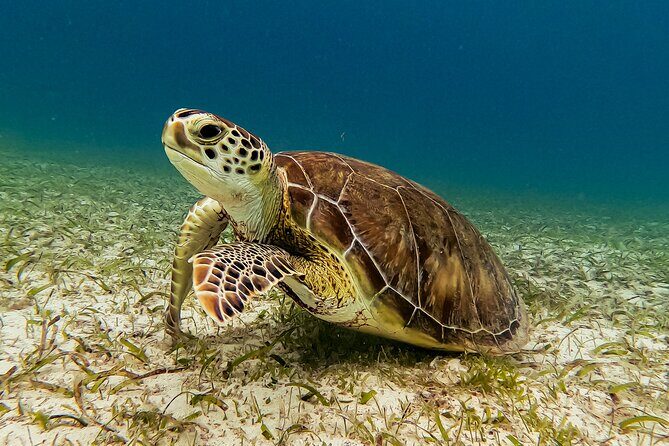 Turtle Snorkeling Tour in Tres Trapi, Aruba - Insights from Travelers Reviews