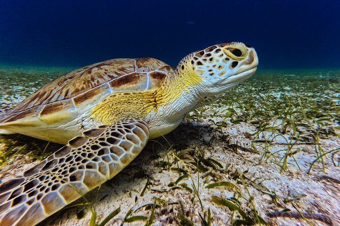 Turtle Snorkeling Tour in Tres Trapi, Aruba - The Value of the Experience