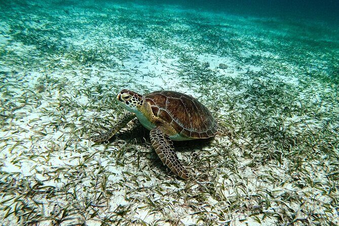 Turtle Snorkeling Tour in Tres Trapi, Aruba - Who Is This Tour Best For?