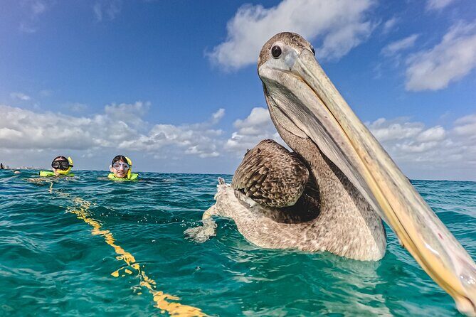 Turtle Snorkeling Tour in Tres Trapi, Aruba - FAQ