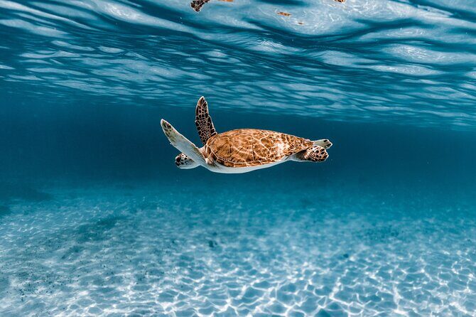 Turtle Spotting Snorkel Malmok And Tres Trapi - Key Points