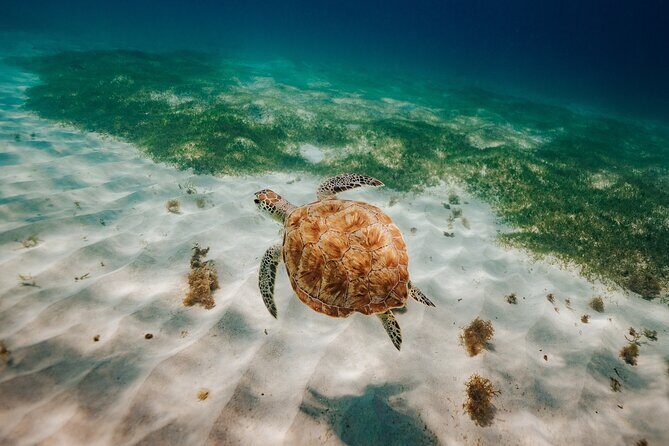 Turtle Spotting Snorkel Malmok And Tres Trapi - FAQs