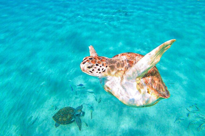 Turtle Swim at TurtleBay visit Flamingos & KnipBeach Safari Truck - Value and Overall Experience