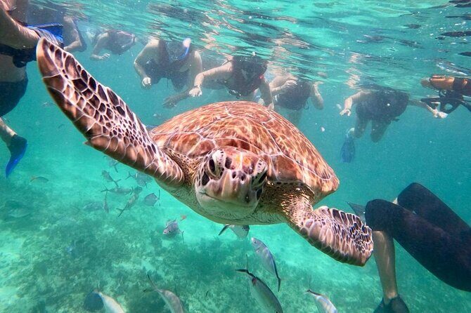 Turtle Swim, Lunch and Underground Cenote Private Tour - An In-Depth Look at the Tour Experience