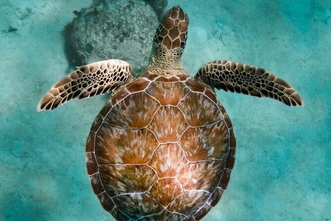 Turtle Swim, Lunch and Underground Cenote Private Tour - Authentic Experiences and Genuine Value