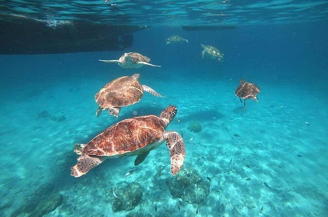 Turtle Swim, Shete Boka & Kenepa Beach Adventure in Curaçao - Cost and Value