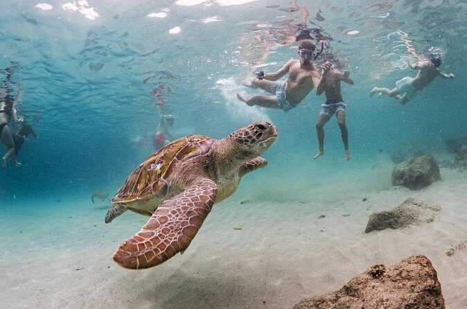 Turtle Swim, Shete Boka & Kenepa Beach Adventure in Curaçao - What Travelers Say (Based on reviews)