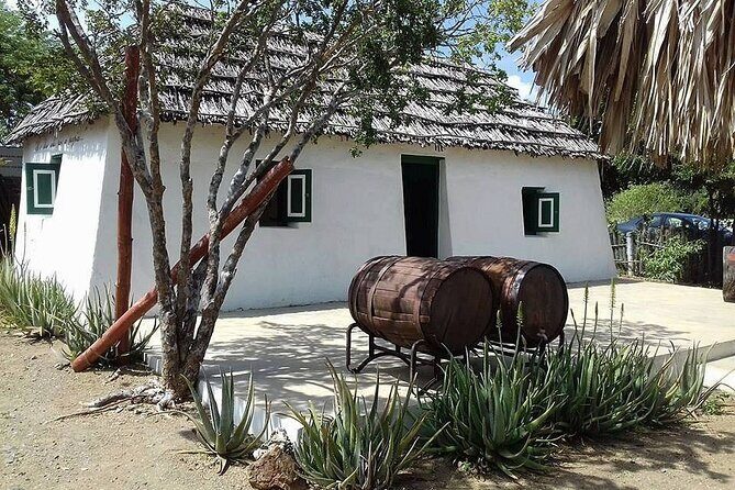 Turtle Swim, Shete Boka & Kenepa Beach Adventure in Curaçao - Final Thoughts: Who’s This Tour For?