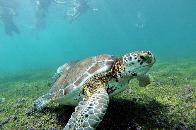 Turtle Swim & Tulum Ruins! Round Transportation from Playa del Carmen - Key Points