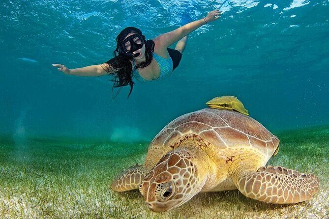 Turtle Swim & Tulum Ruins! Round Transportation from Playa del Carmen - The Sum Up