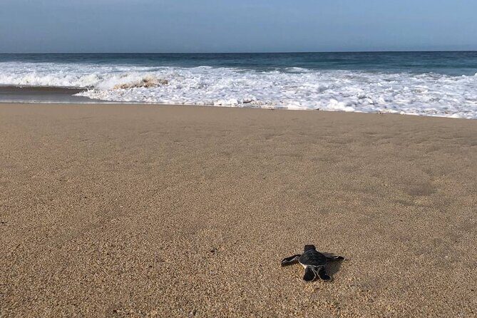 Turtle Tales of Pulau Banyak - An Overview of the Experience