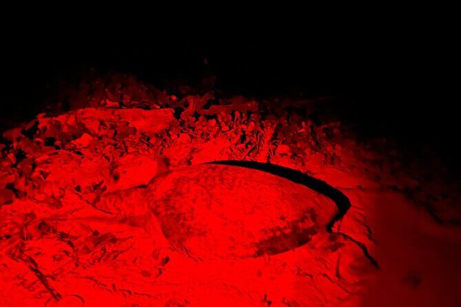 Turtle Tales of Pulau Banyak - The Sum Up