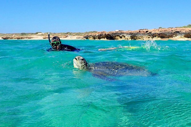 Turtle Tour - Ningaloo Reef Half Day Sea Kayak and Snorkel Tour - What to Expect on the Tour