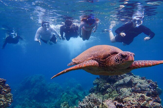 Turtle Town Clear Kayak & Snorkel Tour (10:30am-1pm) - FAQ