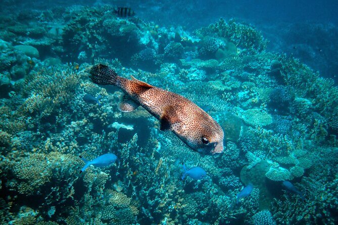 Turtle Town Snorkel with Photo and Video - Practical Details and Tips