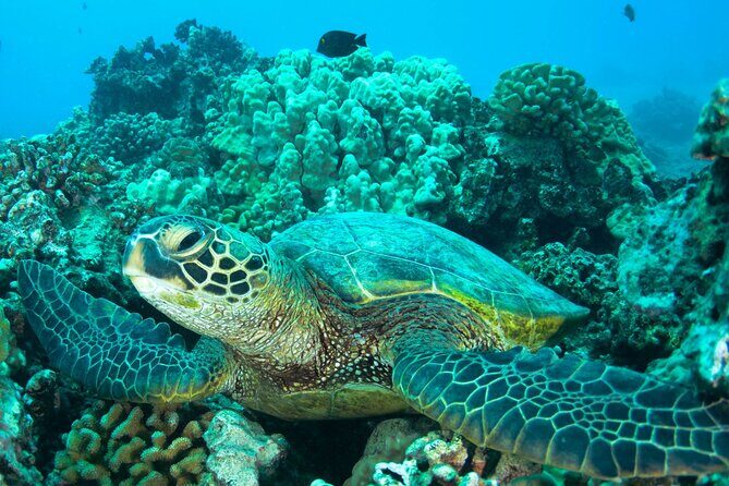 Turtle Town Snorkel with Photo and Video - Final Thoughts: Is This Tour Right for You?
