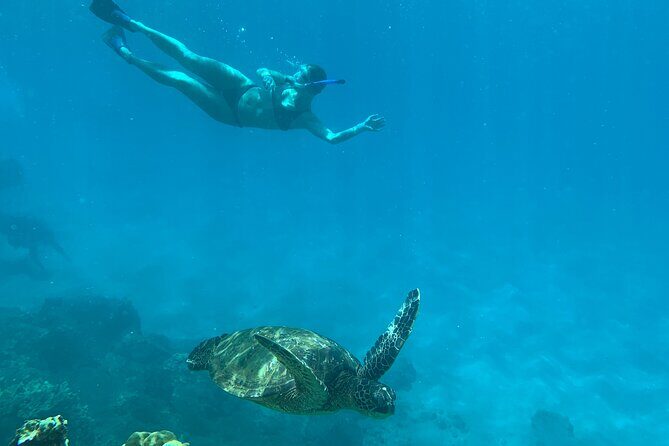 Turtle Town Snorkel with Photo and Video - FAQs About the Turtle Town Snorkel Tour