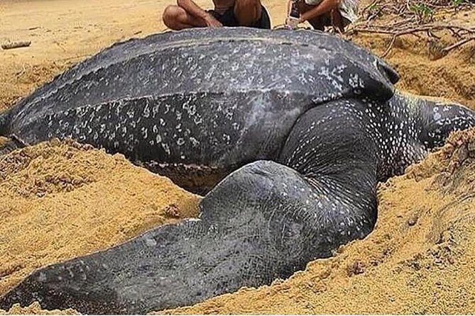 Turtle Watching - Key Points