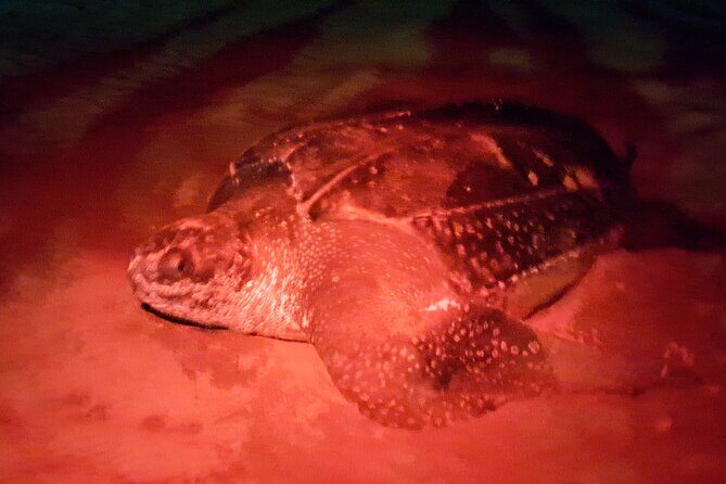 Turtle Watching - Detailed Breakdown of the Itinerary