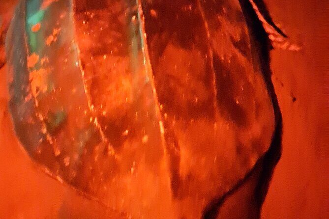 Turtle Watching - The Sum Up