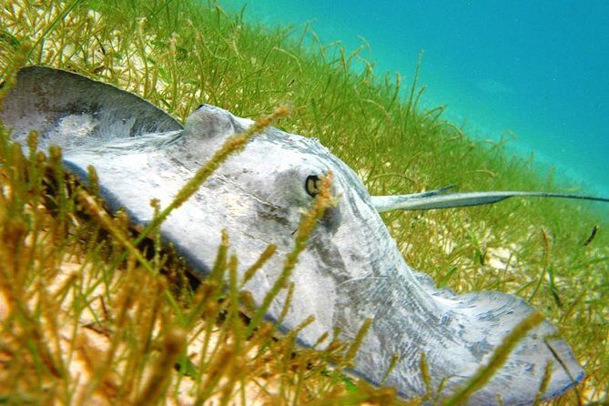 Turtles and Cenote from Riviera Maya - Authentic Insights from Travelers