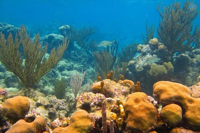 Turtles and Cenote from Riviera Maya - The Sum Up
