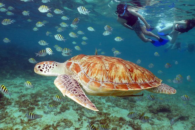 Turtles and Cenote snorkeling activity from Riviera Maya - A Comprehensive Look at the Tour Experience