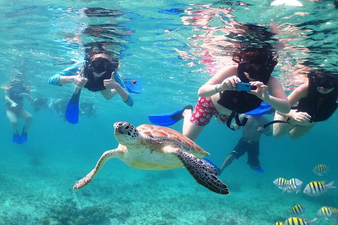 Turtles and Cenote snorkeling activity from Riviera Maya - The Sum Up: Who Should Book?