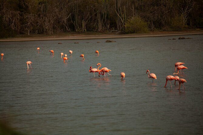 Turtles, Beach and Flamingo in Curacao Private photoshoot Tour - FAQ