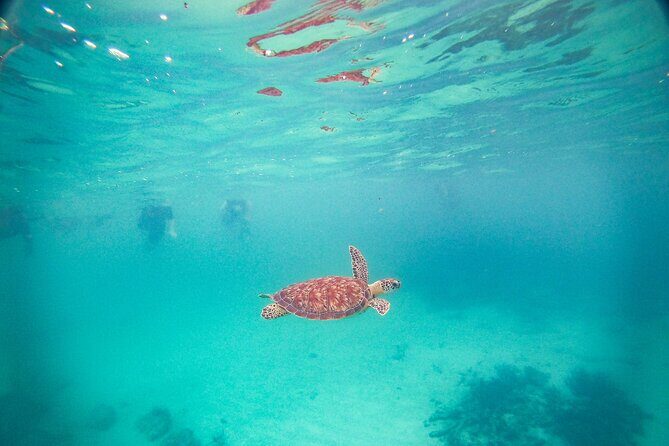 Turtles & Cenote! Half Day from Riviera Maya & Playa del Carmen - Key Points