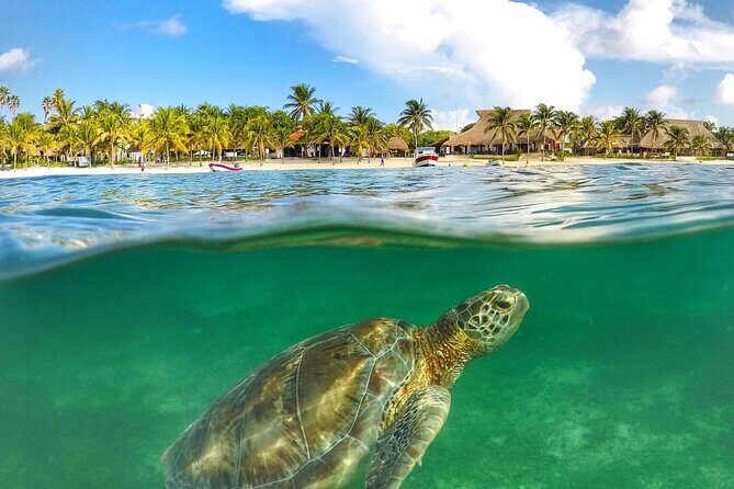 Turtles & Tulum Ruins! Round Transportation from Tulum City - A Detailed Look at the Tour Itinerary