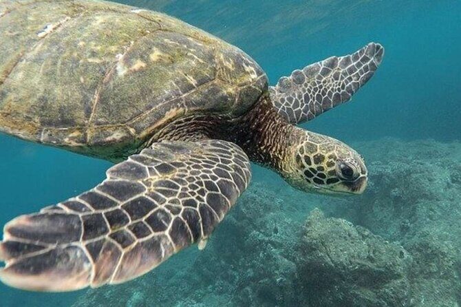 Turtles & Tulum Ruins! Round Transportation from Tulum City - The Overall Experience: Pros and Cons