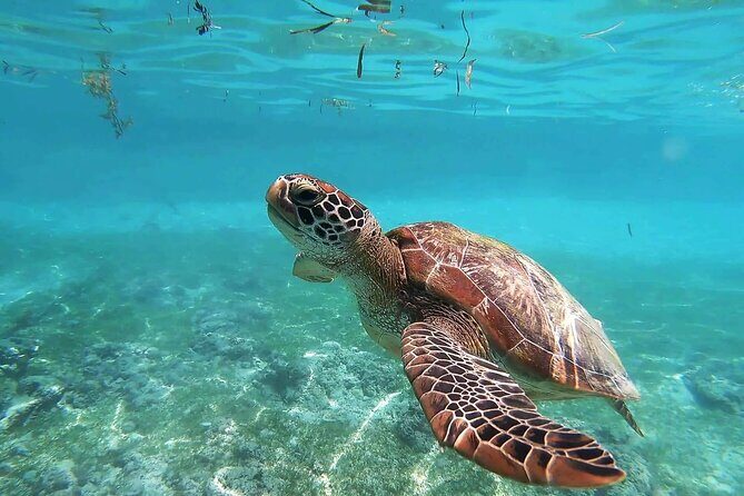 Turtles & Tulum Ruins! Round Transportation from Tulum City - Who Should Consider This Tour?