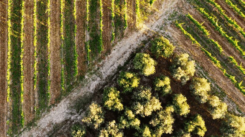 Tuscan Lunch & Winery Tour with Tasting in San Gimignano - Final Thoughts
