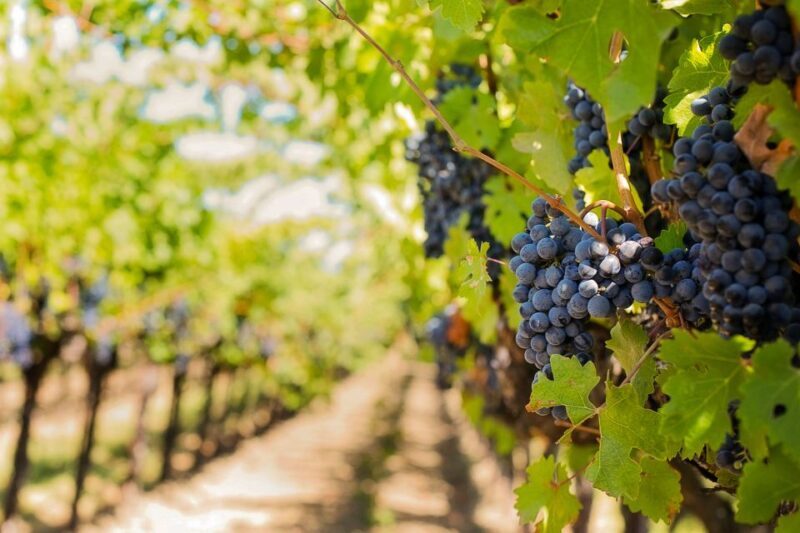 Tuscany: Chianti Wine Paradise Tour - A Scenic Ride Through Tuscany’s Heart