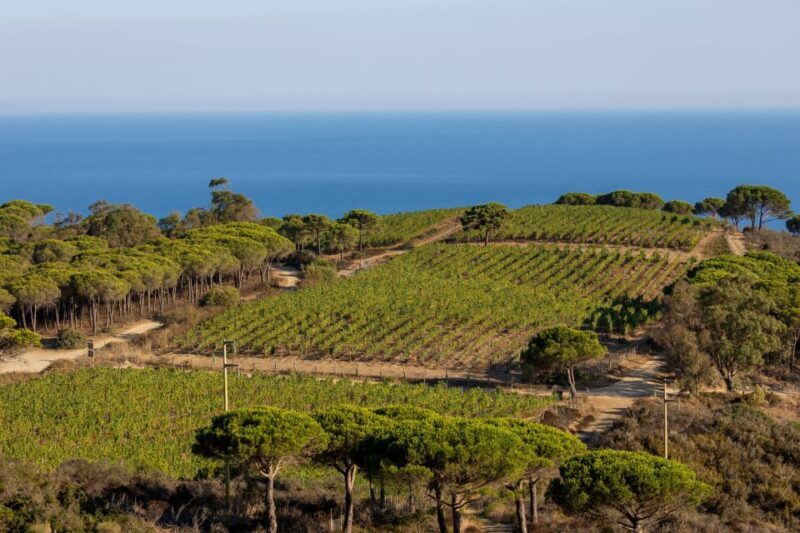 Tuscany: Ripalte Design Winery Wine and Cheese Tasting Tour - Discover the Charm of the Ripalte Design Winery Tasting Tour: A Balanced Look