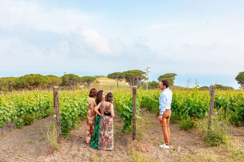 Tuscany: Ripalte Design Winery Wine and Cheese Tasting Tour - Practical Details and Logistics