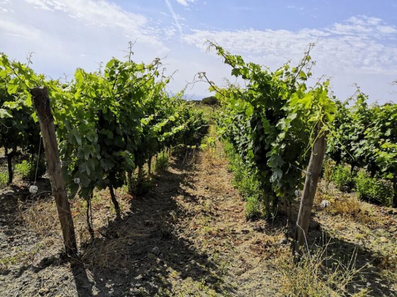 Tuscany: Ripalte Design Winery Wine and Cheese Tasting Tour - Who Will Love This Tour?