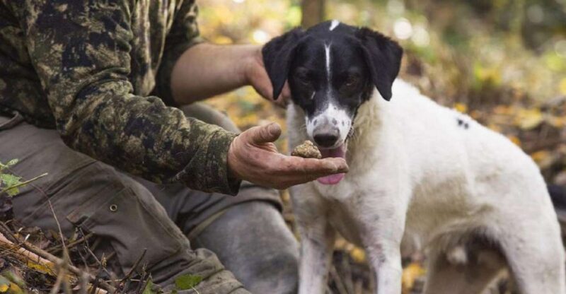 Tuscany: Truffle Hunting and Meal at a Winery - Key Points