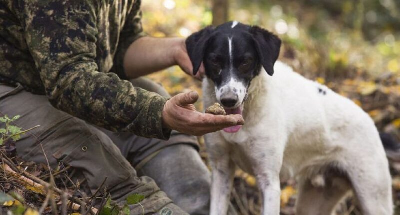 Tuscany: Truffle Hunting and Meal at a Winery - The Sum Up