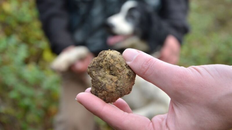 Tuscany: Truffle Hunting and Meal at a Winery - FAQ
