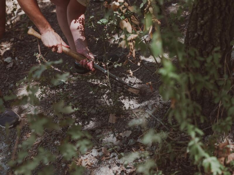Tuscany: Volterra Truffle Hunting with Lunch or Dinner - FAQ