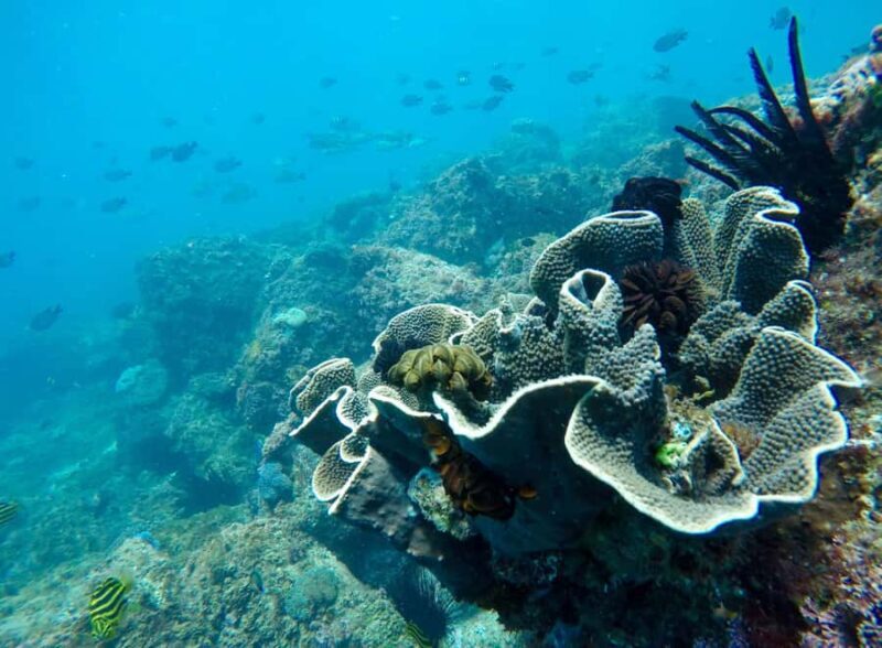 Tweed Heads: Snorkel With the Turtles - Why This Tour Is a Great Choice