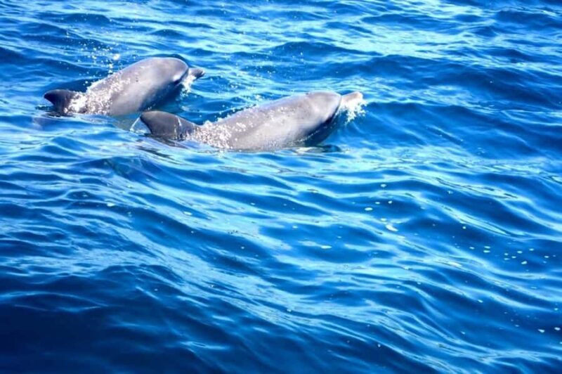 Tweed Heads: Snorkel With the Turtles - Who Should Consider This Tour?