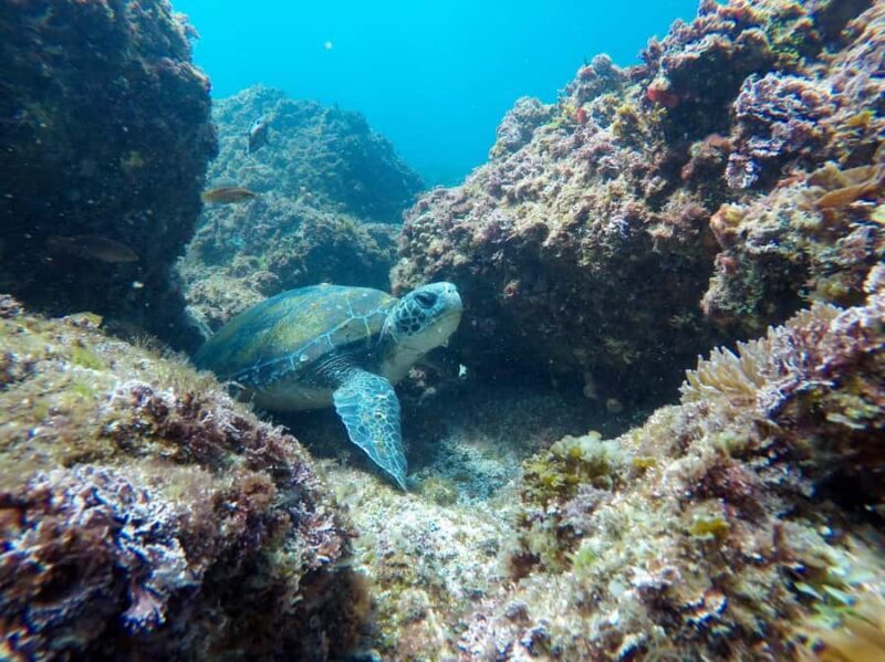Tweed Heads: Snorkel With the Turtles - The Sum Up