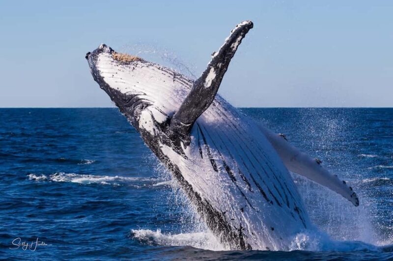 Tweed Heads: Whale Watching Boat Tour - The Experience: What to Expect on this Whale Watching Tour