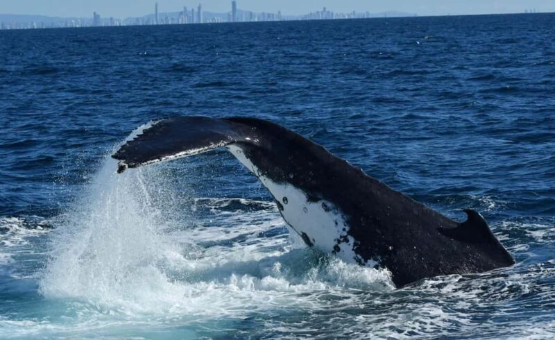 Tweed Heads: Whale Watching Boat Tour - The Value: How Good is the Price?