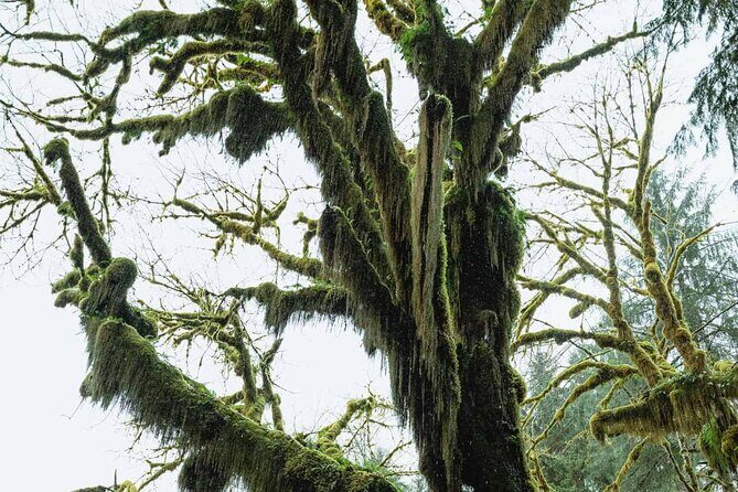 Twilight Forks Washington Tour - Experience Overview: What’s on the Agenda