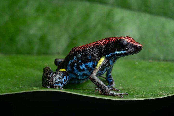 Twilight Frog Adventure in Kubah National Park - Introduction