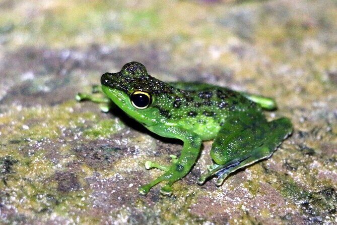 Twilight Frog Adventure in Kubah National Park - Key Points
